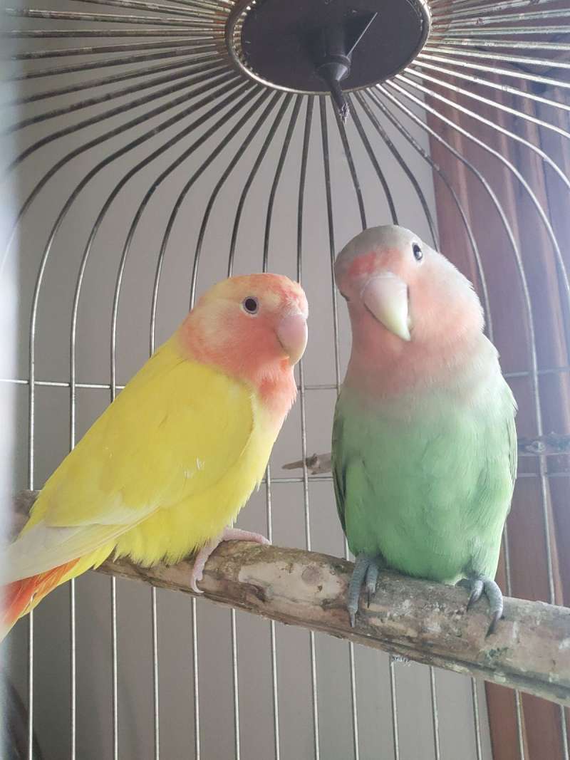 Peach Colored Wild Birds for Sale
