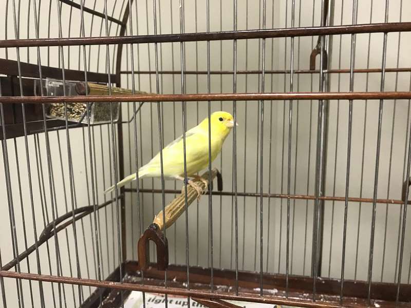 Canaries for Sale