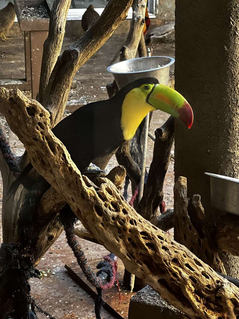 Toucans for Sale