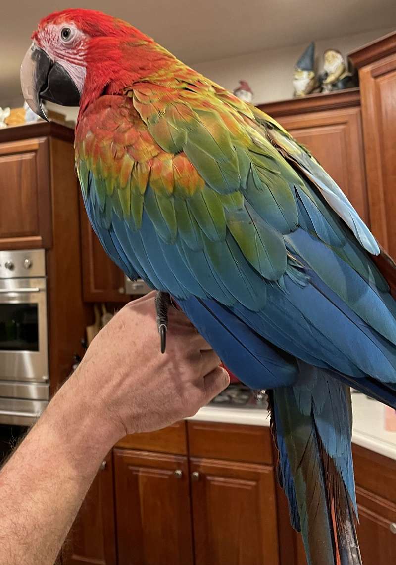 Hybrid Macaws for Sale in Ohio
