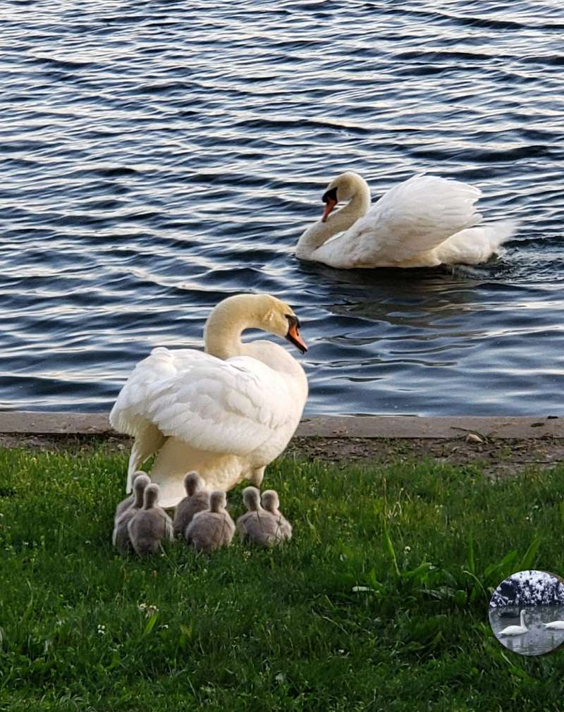 Swans for Sale