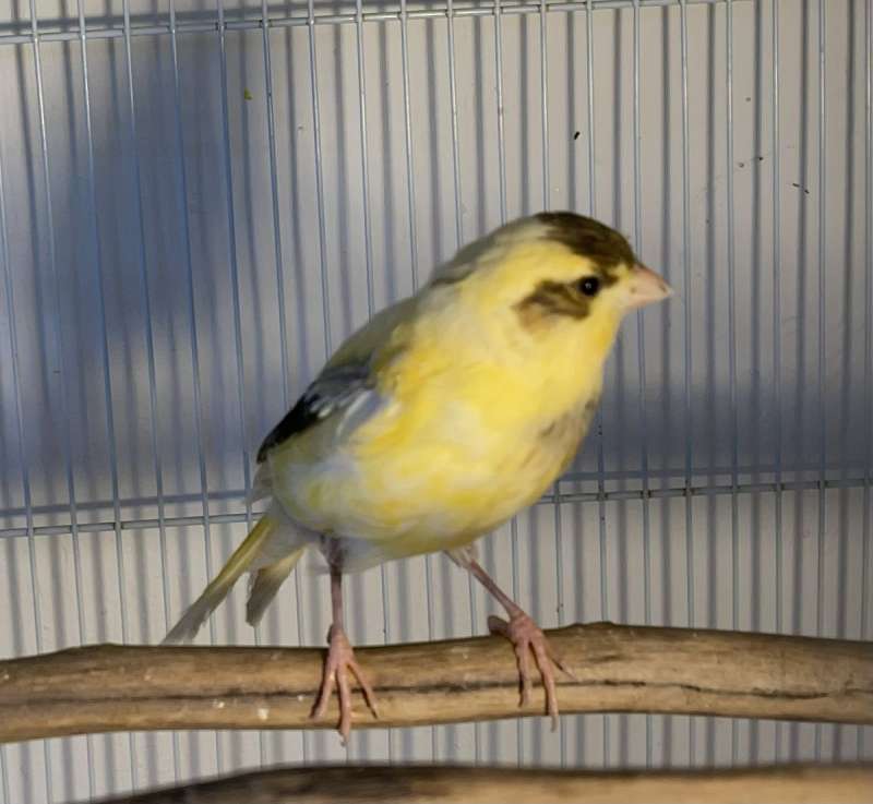 Canaries for Sale