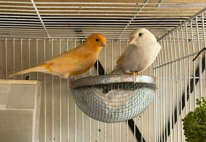 American Singer Canaries for Sale