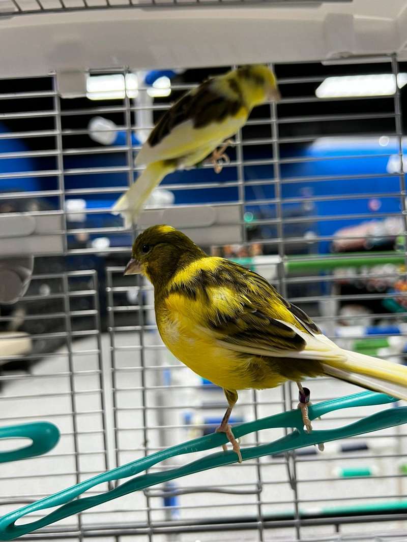Singing Canaries for Sale