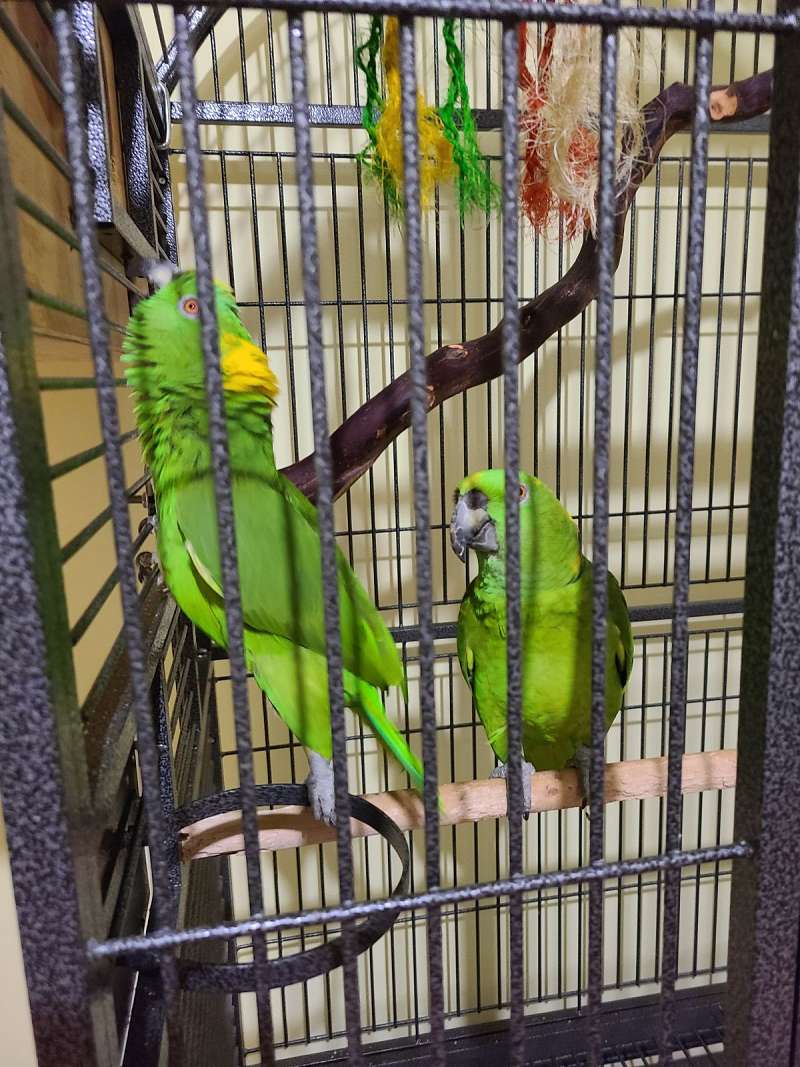 Talking Amazon Parrots for Sale