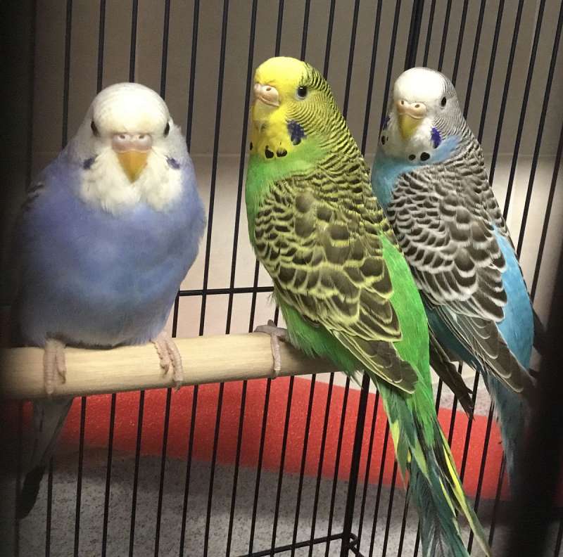 Red Colored Parakeets for Sale