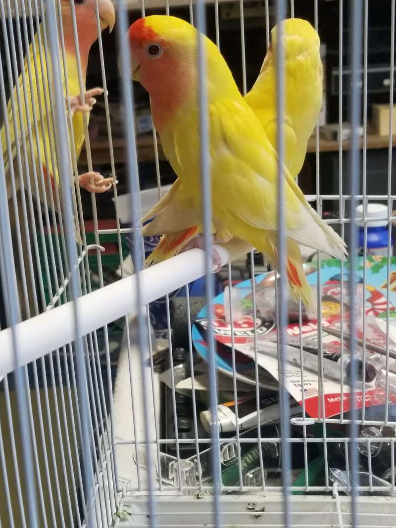 Birds in Nashville Tennessee