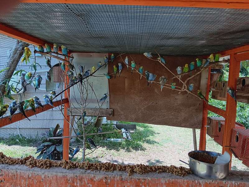 Budgerigar Parakeets for Sale in Florida