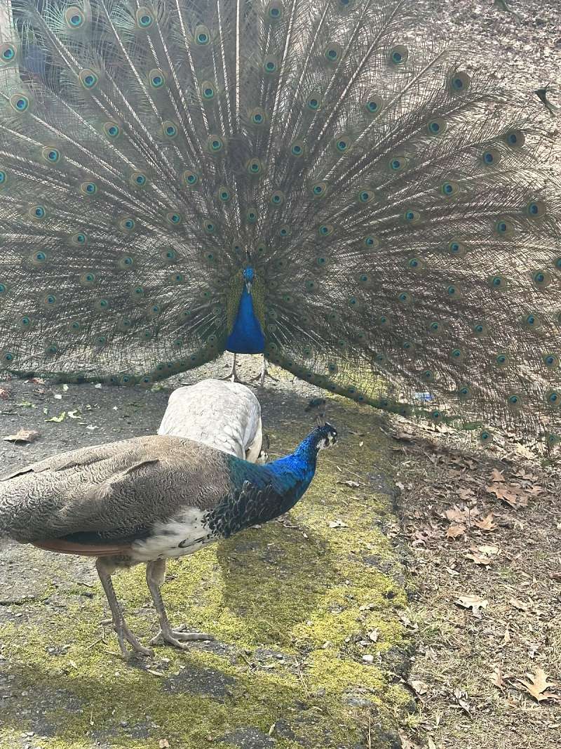 Peacocks for Sale in Georgia