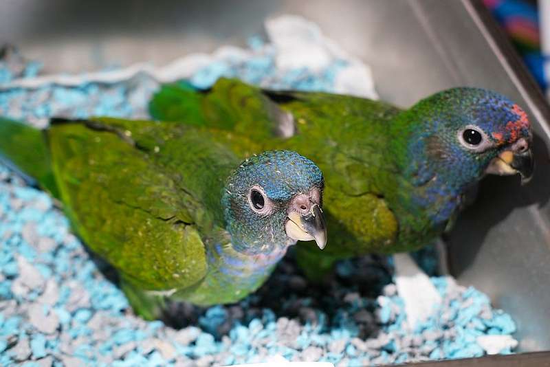 Pionus Parrots for Sale