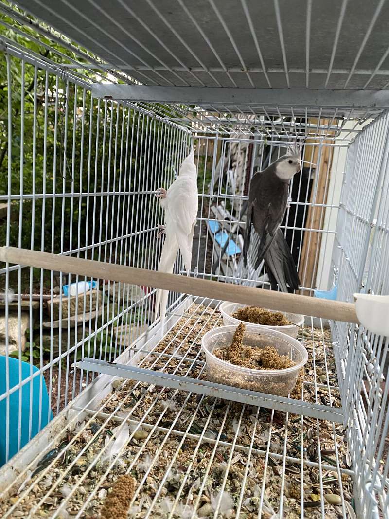 Birds for Sale in Massachusetts