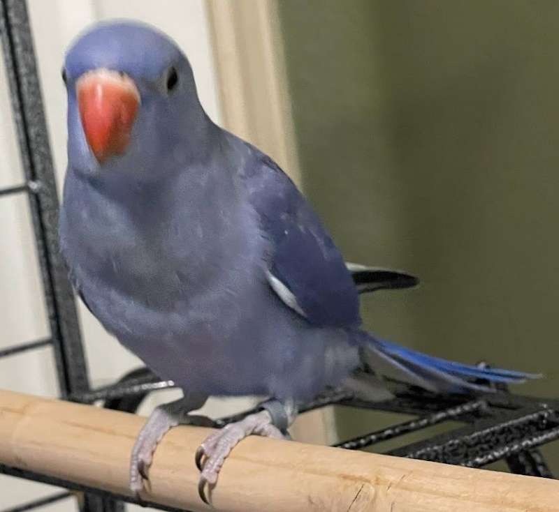 Red Colored Parakeets for Sale