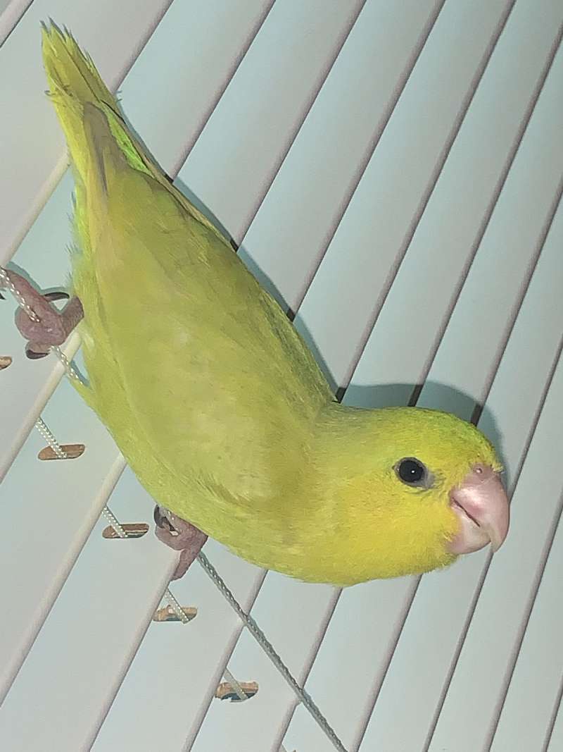 Female Parrotlets for Sale