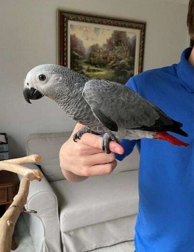 Birds for Sale in Texas