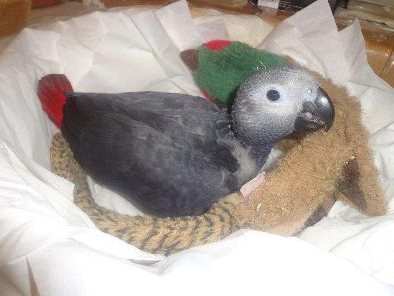 Birds Now - Birds and Parrots for Sale and Adoption