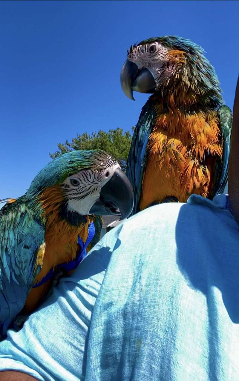 Birds for Sale in Kentucky
