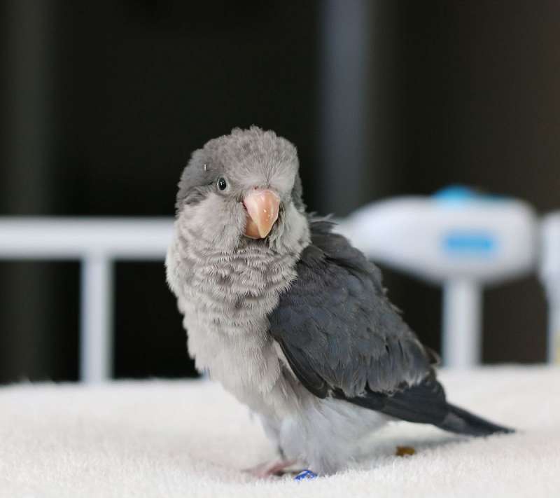 Cobalt Colored Quaker Parrots for Sale