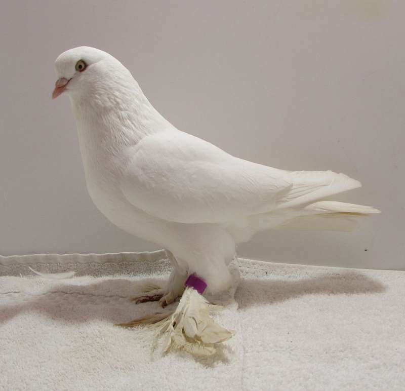 Pigeons for Sale