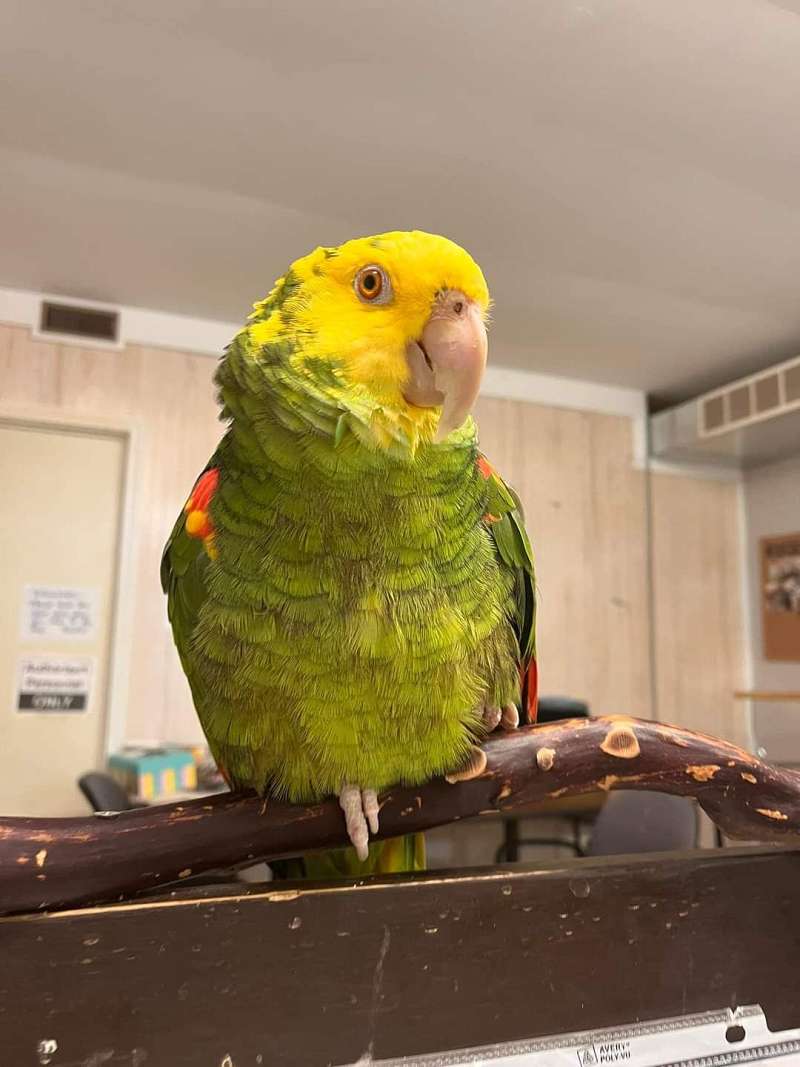 Double Yellow Head Amazon Parrots for Sale