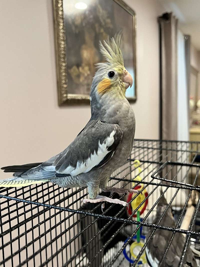Parrots for Sale in Massachusetts