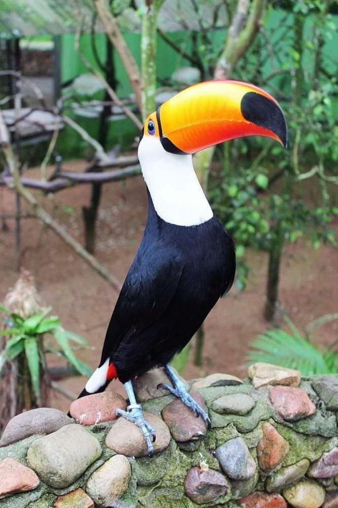 Toucans for Sale