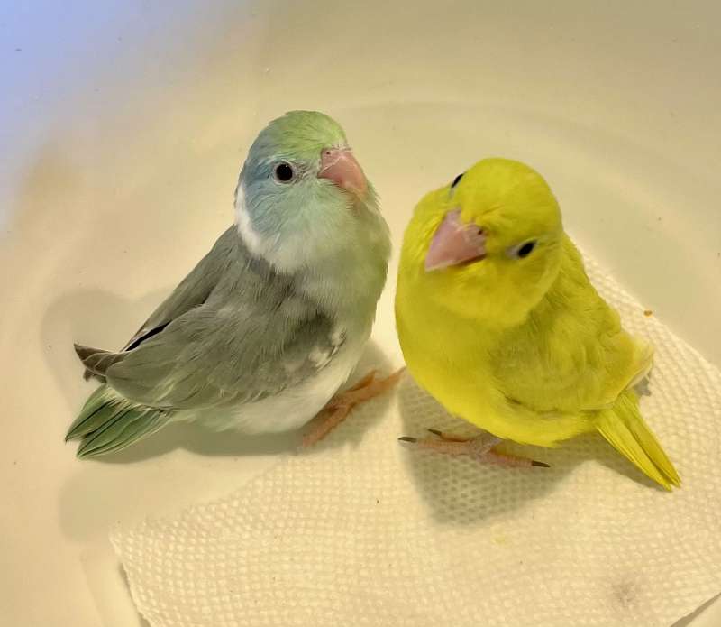 Birds Now - Birds and Parrots for Sale and Adoption