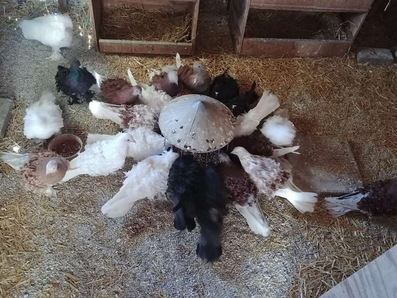 Pigeons for Sale in Texas