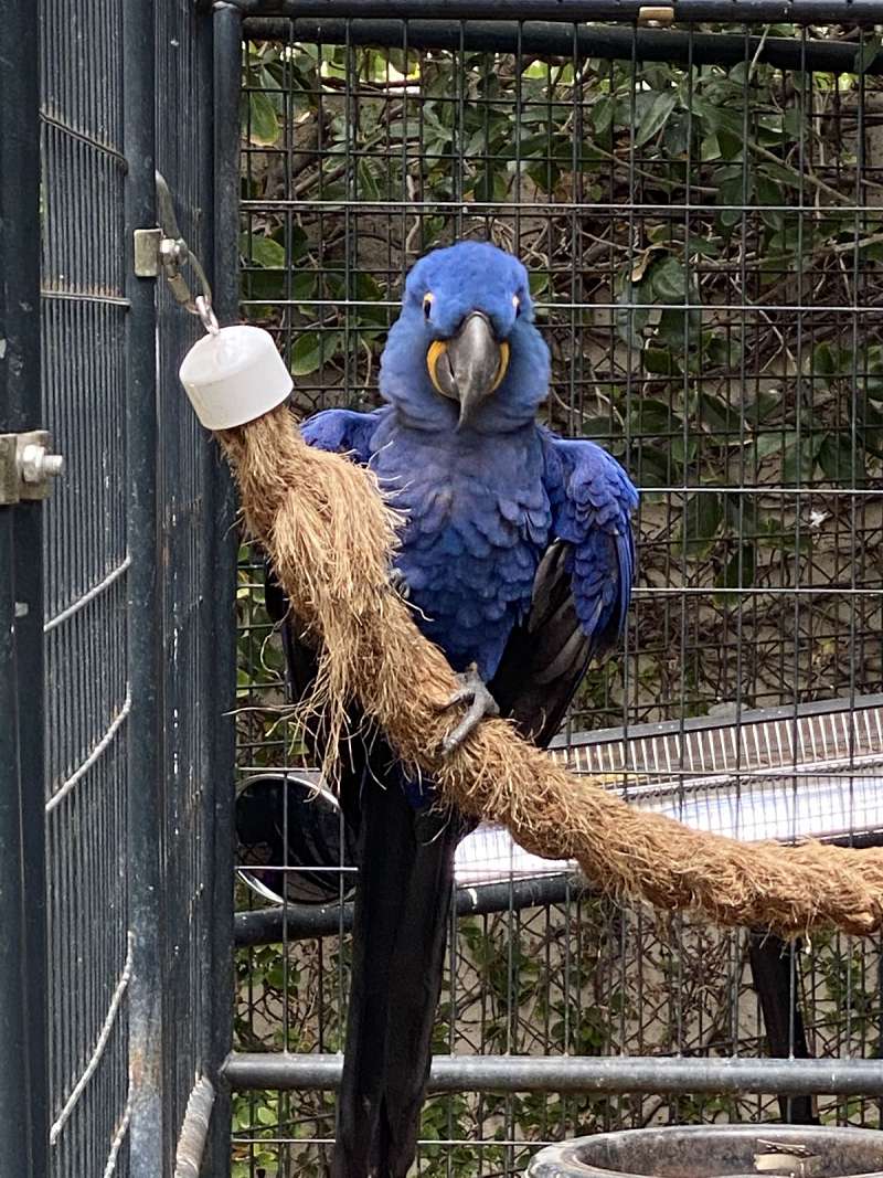Hyacinth Macaws for Sale in Texas