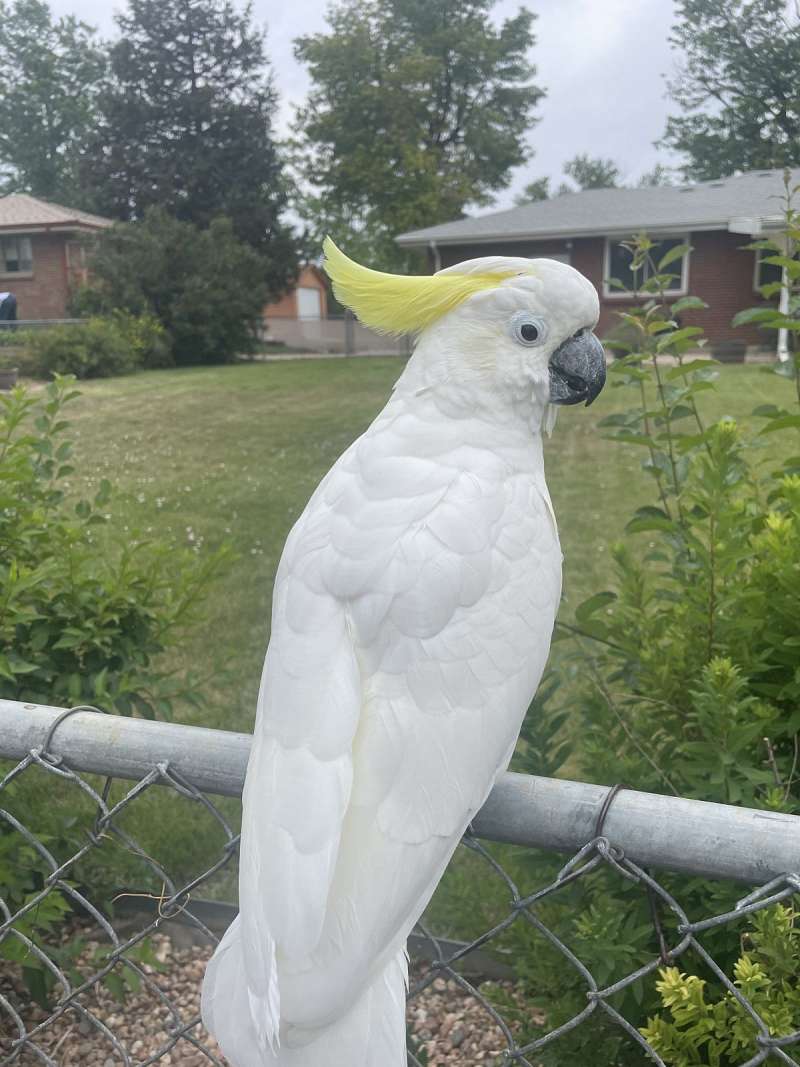 Parrots for Sale in Colorado