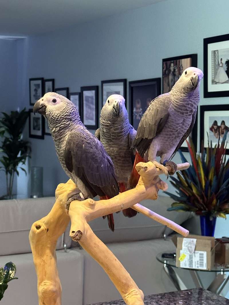African Grey Parrots for Sale in Arizona