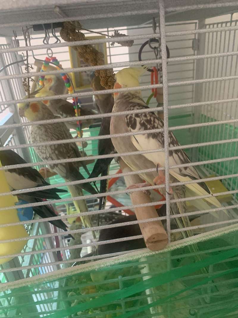 Baby Parrots for Sale