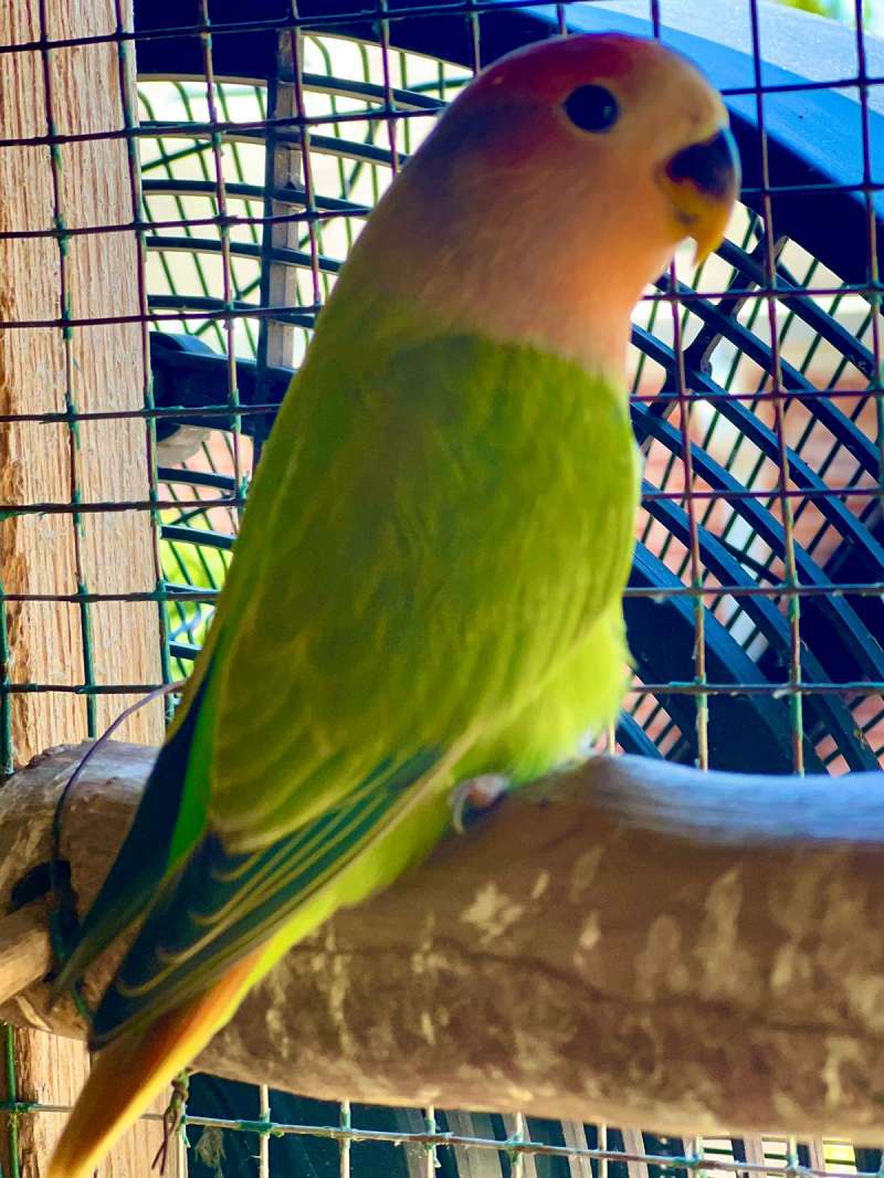 Parrots for Sale in Louisiana