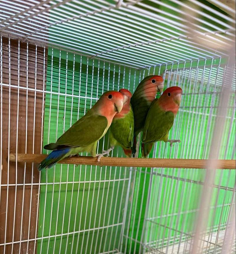 Blue Colored Peach Faced Lovebirds For Sale – YLEAV