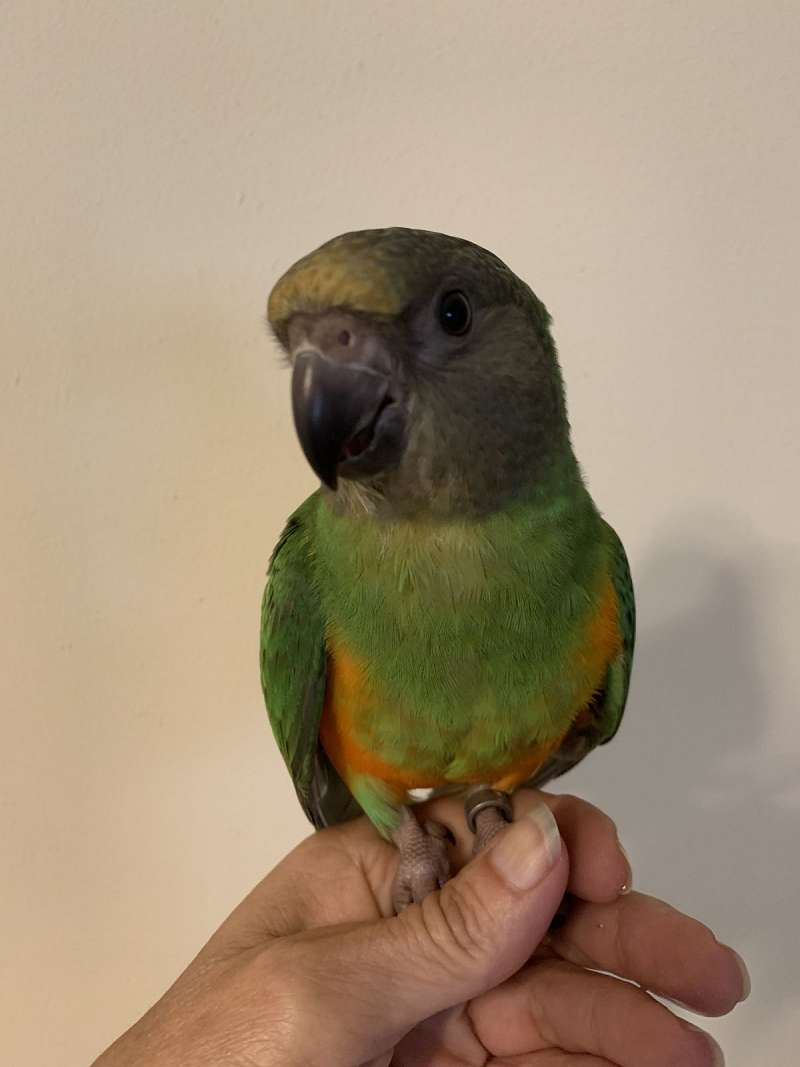 Senegal Poicephalus Parrots for Sale