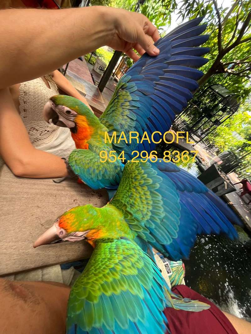 Macaws for Sale in Florida