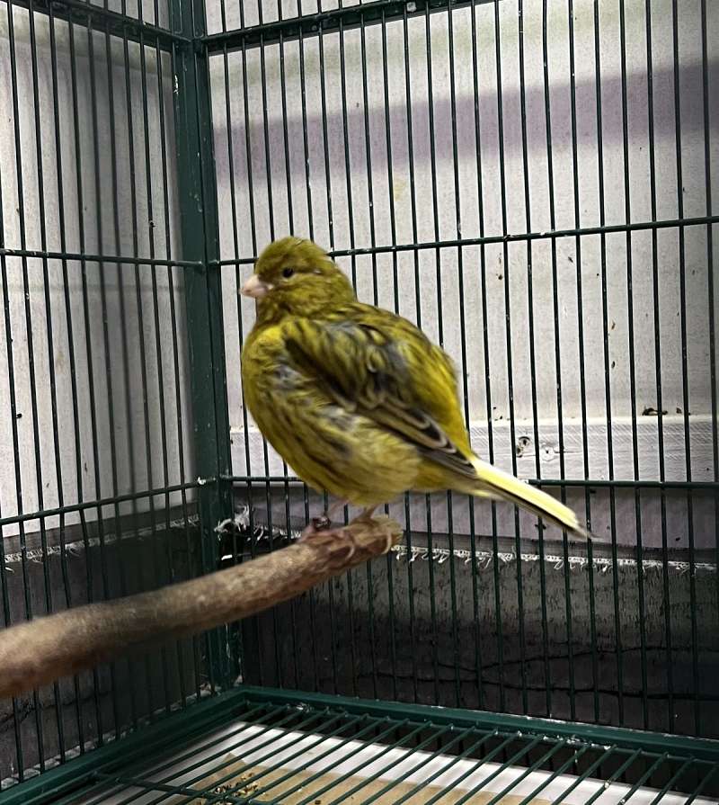 Birds for Sale in Indiana