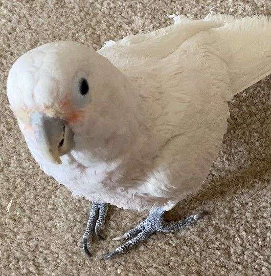 Birds Now - Birds and Parrots for Sale and Adoption