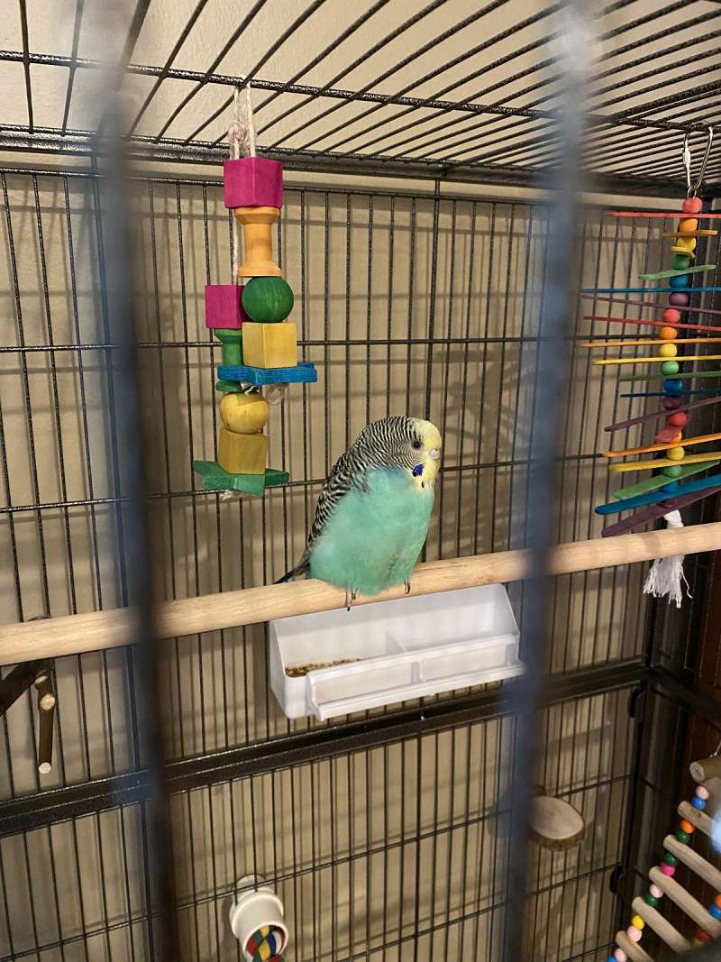 Rescue Parakeets for Sale
