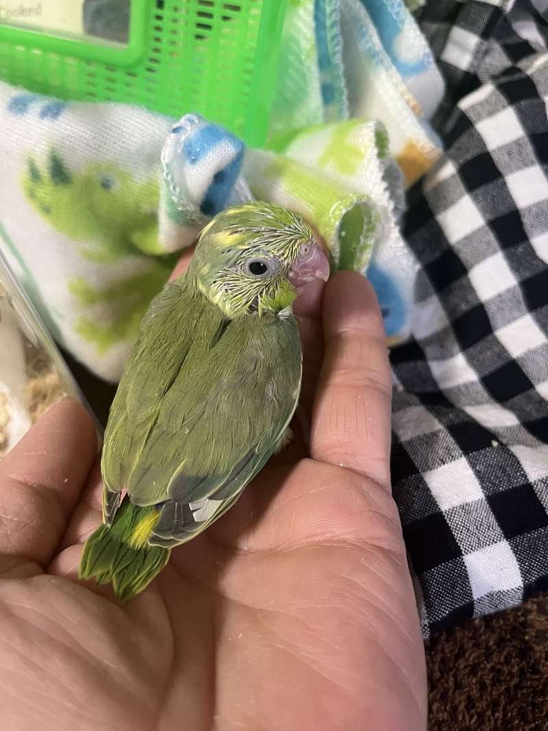 Baby Pacific Parrotlets for Sale