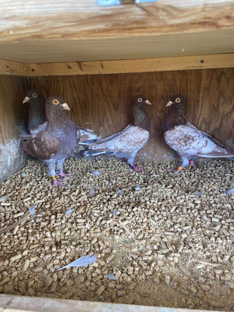 Homing Pigeons for Sale