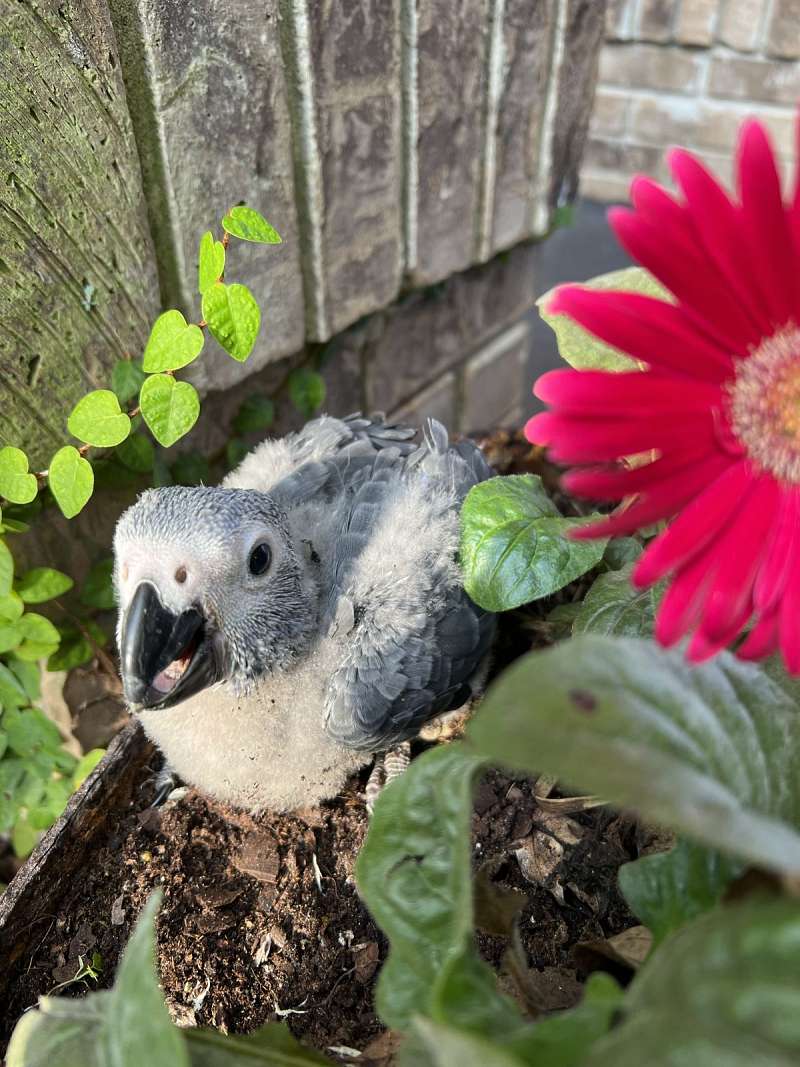 African Grey Parrots for Sale in Florida