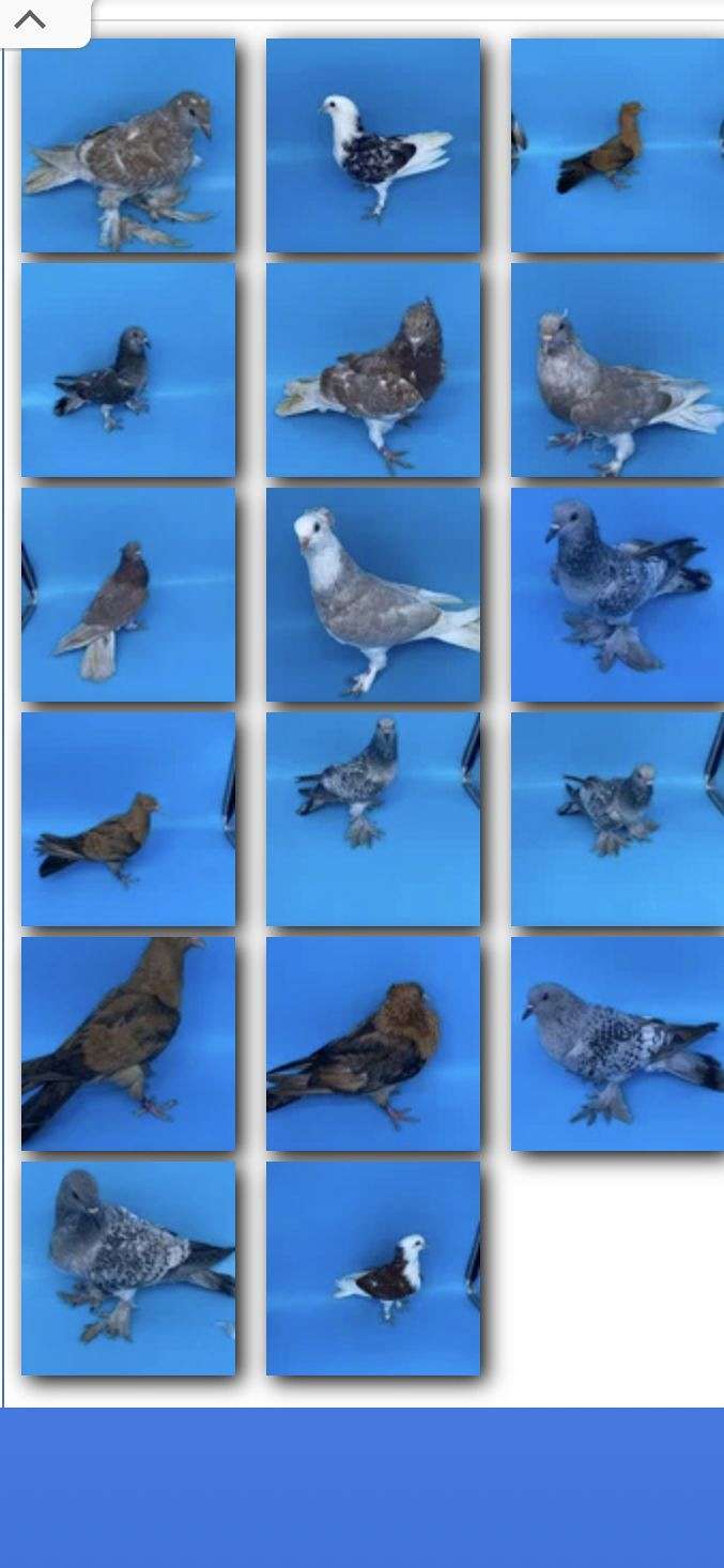 Pigeons for Sale in Tennessee
