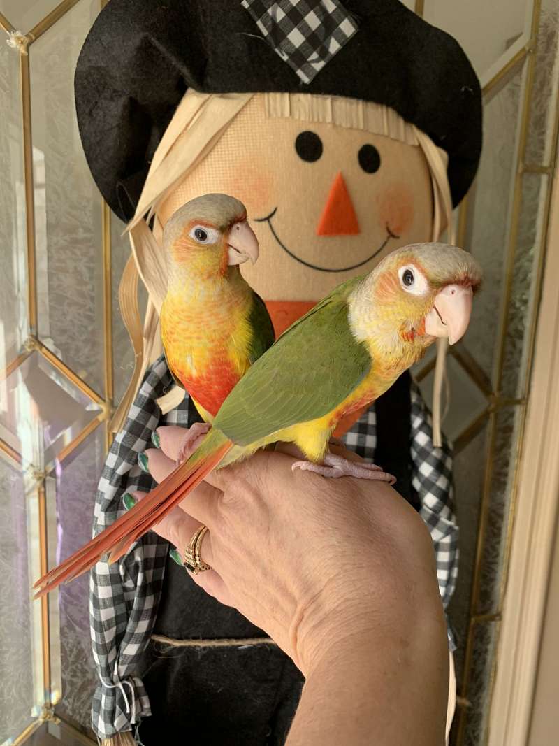 Birds for Sale in Utah