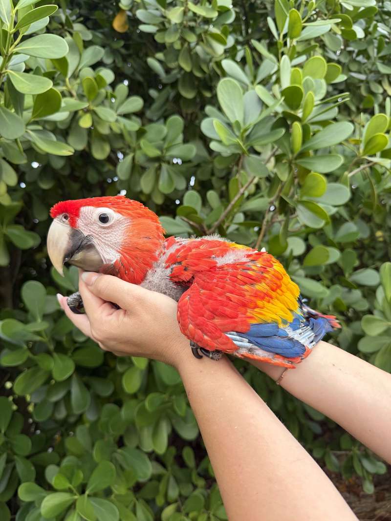 Scarlet , Blue and Gold , Camelot , Blue - Throated, Ruby
