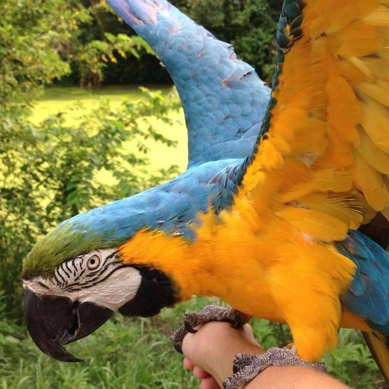 Macaws for Sale in Missouri