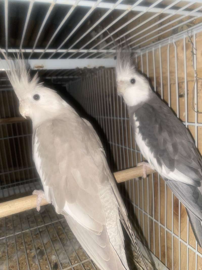 Handfed Birds for Sale