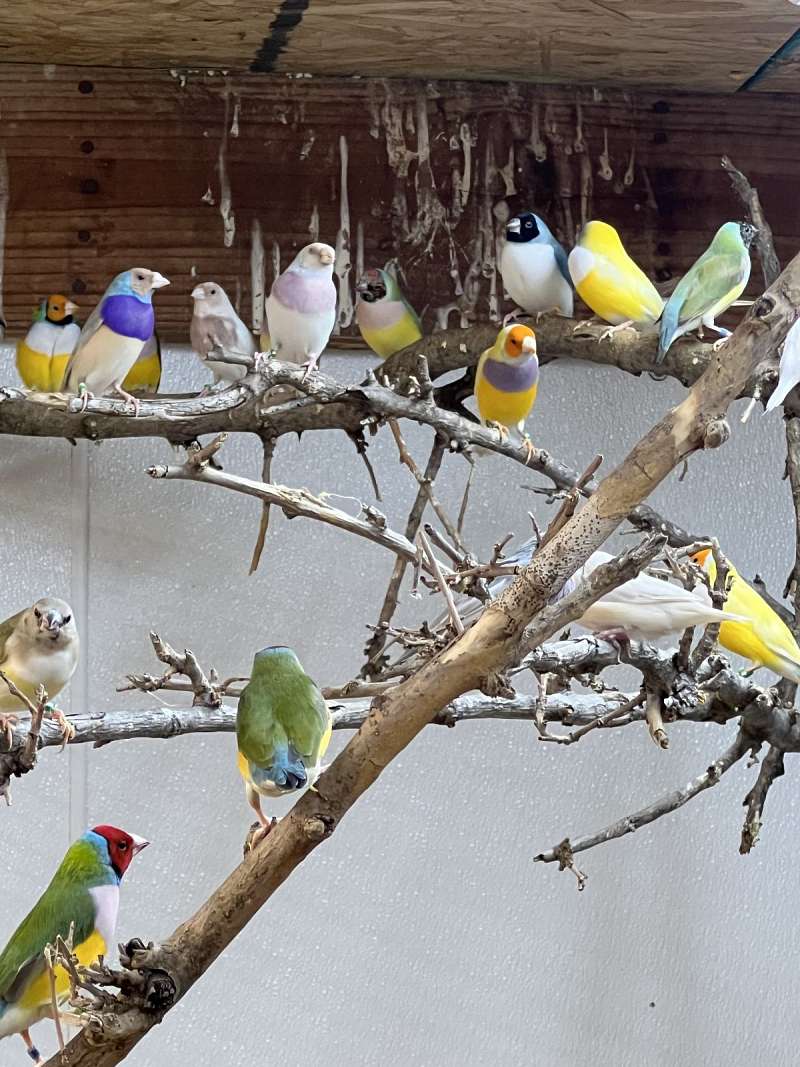 Lady Gouldians Finches