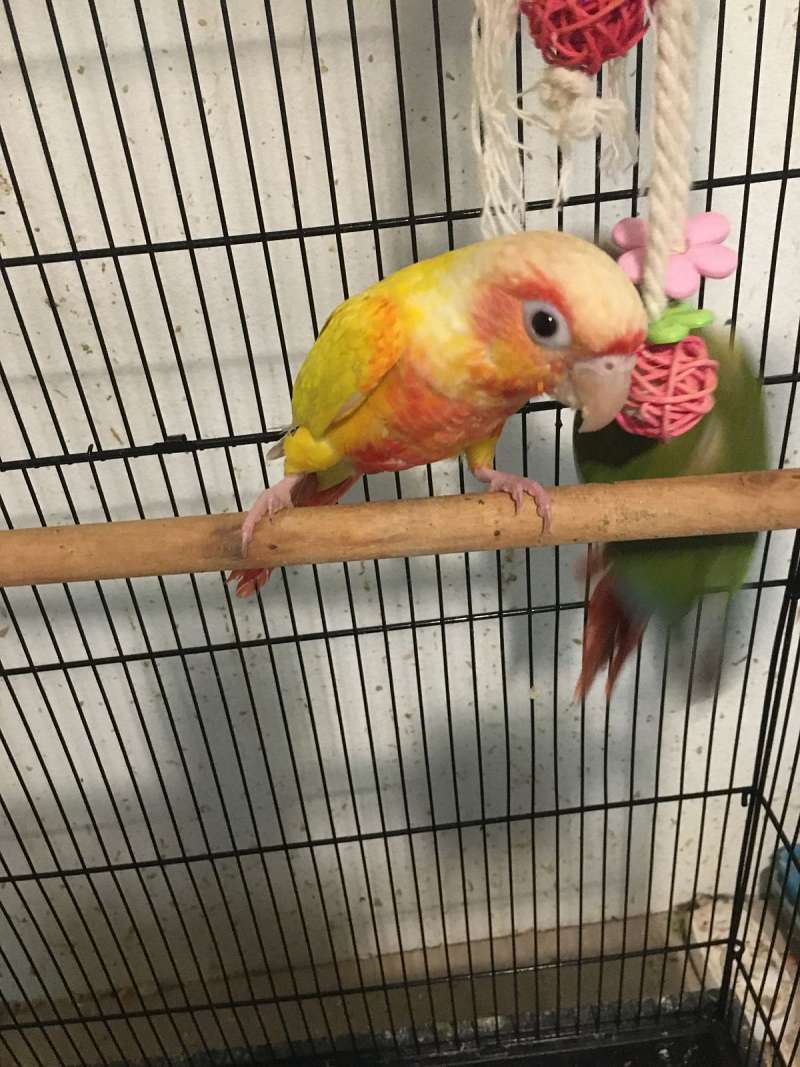 Birds in Biloxi Mississippi