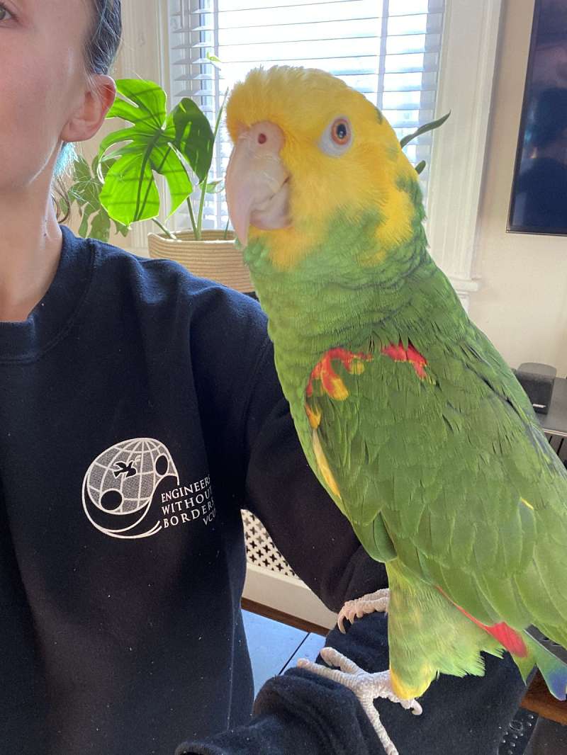 Scarlet Colored Parrots for Sale