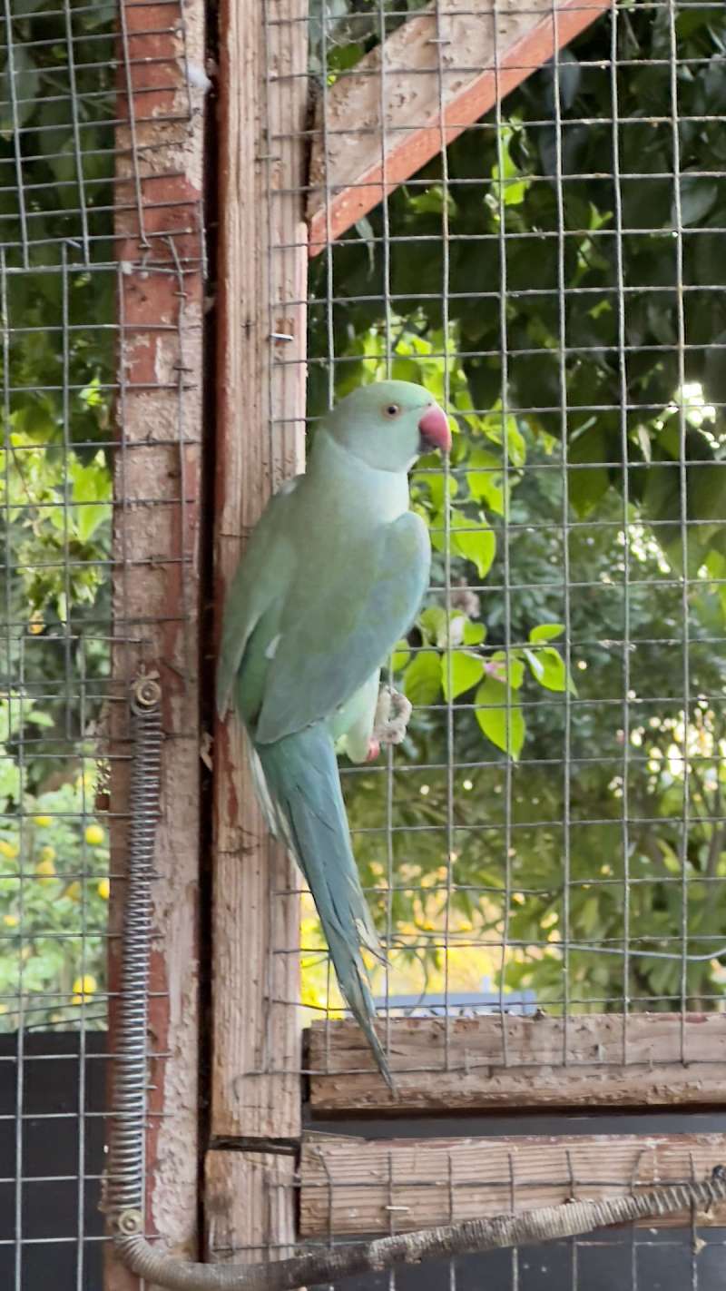 Parakeets for Sale in California